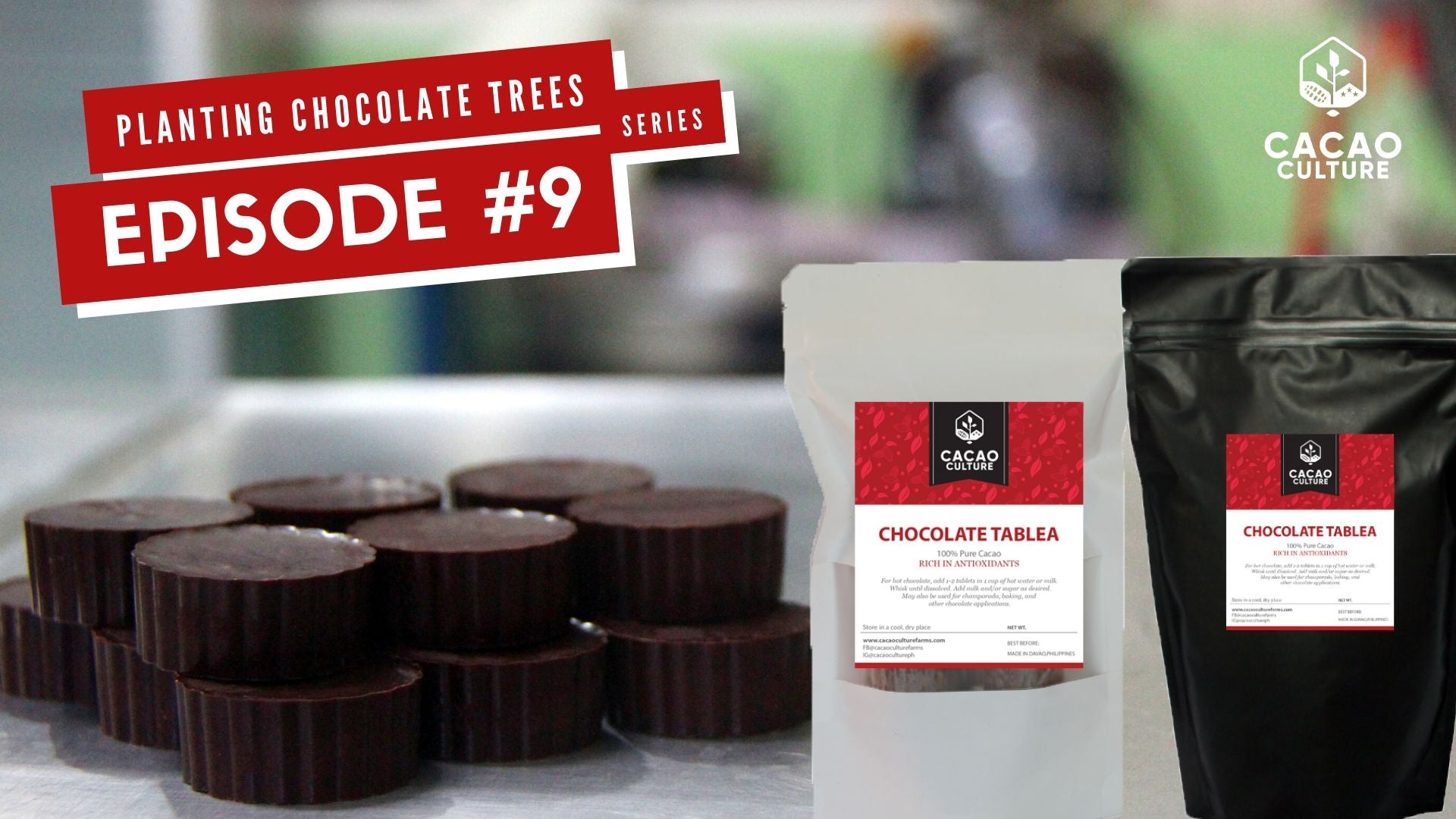 Planting Chocolate Trees Episode #9: How Cacao Culture Farms Tablea is