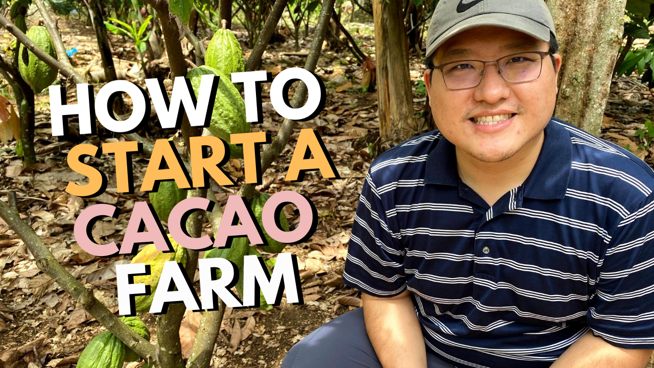 How to Start a Cacao Farm – Cacao Culture