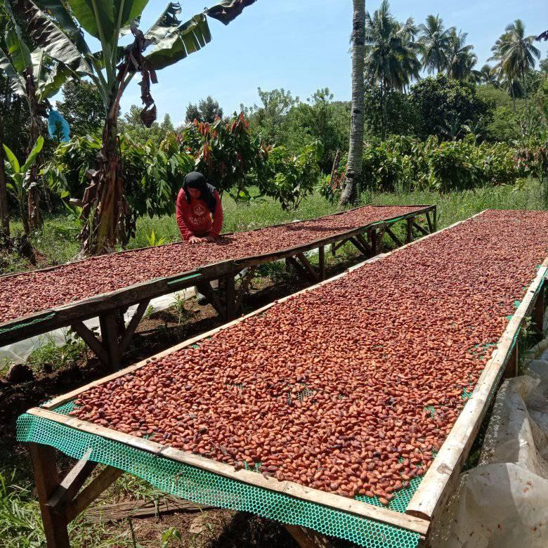 Our Farm – Cacao Culture
